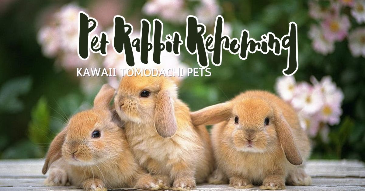 Cute Rabbits for Sale – 3 Freebies for New Owners